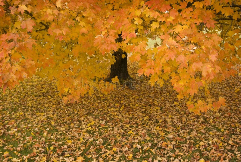 Autumn Tree in the Rain stock image. Image of leaf, autumn - 50750841