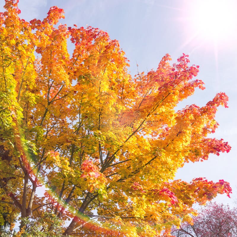 Autumn tree stock image. Image of maple, scenic, repose - 44284989