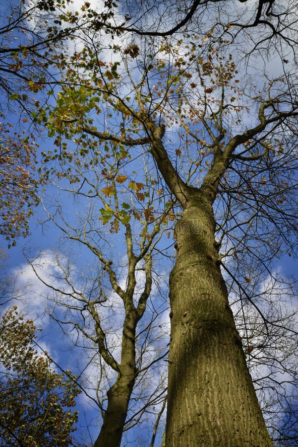 Autumn tree stock photo. Image of forest, woods, park - 34808826