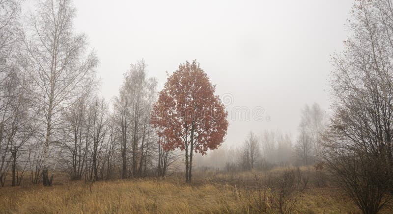 Autumn Tree with Red Foliage in Fog Stock Photo - Image of maple ...