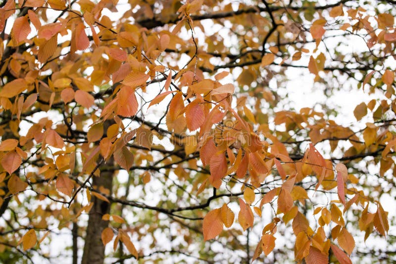 Autumn Tree with Red Leaves Stock Image - Image of colourful ...