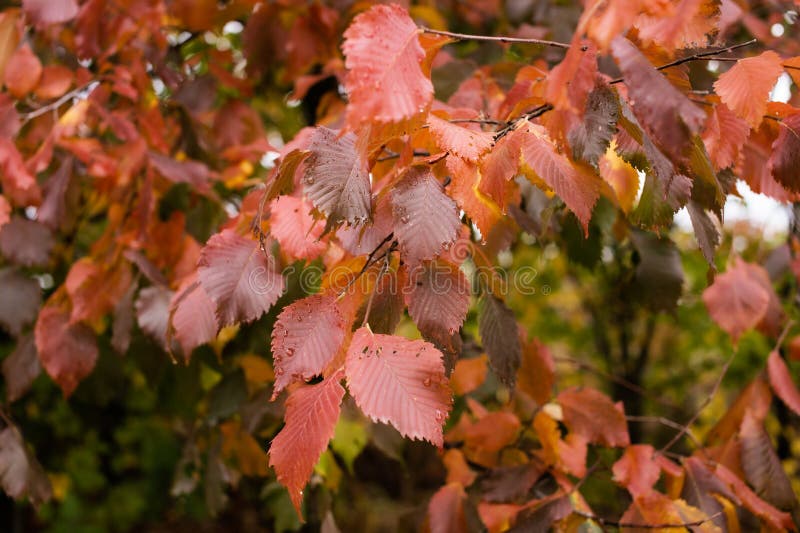 Autumn Tree with Red Leaves Stock Image - Image of nature, fairy: 256722527