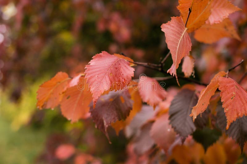 Autumn Tree with Red Leaves Stock Image - Image of tale, fairy: 256722555