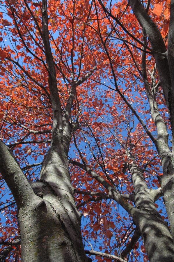 Autumn Tree with Red Leaves Stock Image - Image of twigs, leafage ...