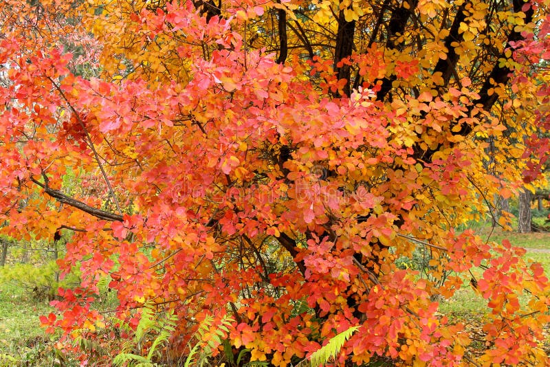 Autumn Tree with Red, Orange and Yellow Leaves in Autumn Stock Photo ...