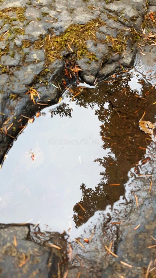Tree reflecting in puddle stock image. Image of mirror - 126260827