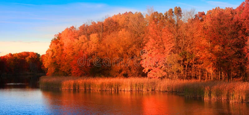 Autumn tree reflection stock photo. Image of panorama - 77308652