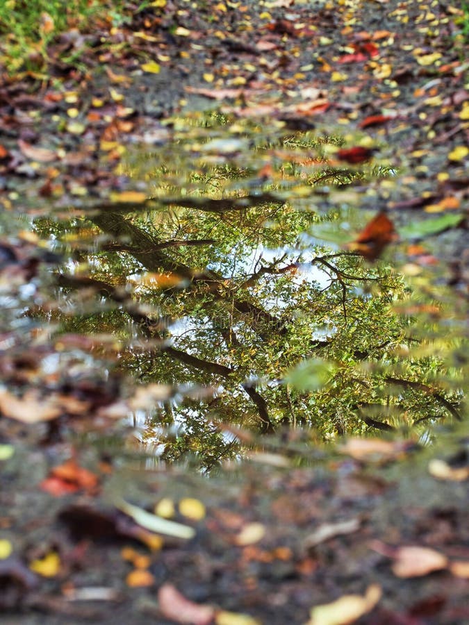 Autumn Tree Reflection in Puddle on a Pathway in the Forest Stock Image ...