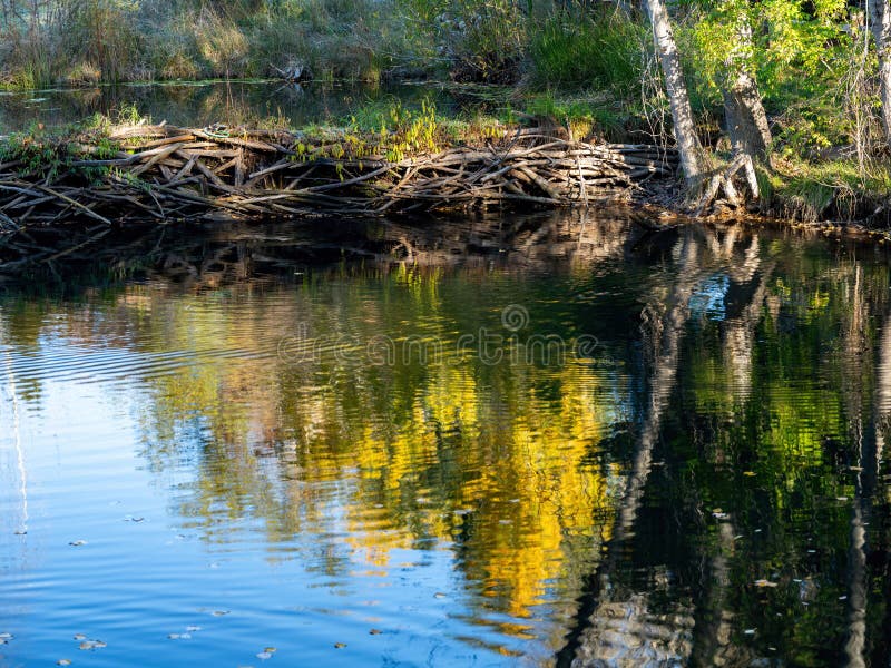 Autumn Tree Reflection in a Small Pond Stock Photo - Image of beautiful ...