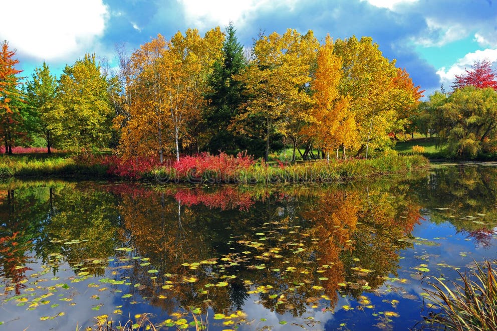 Autumn tree Reflections stock image. Image of park, bright - 11444687
