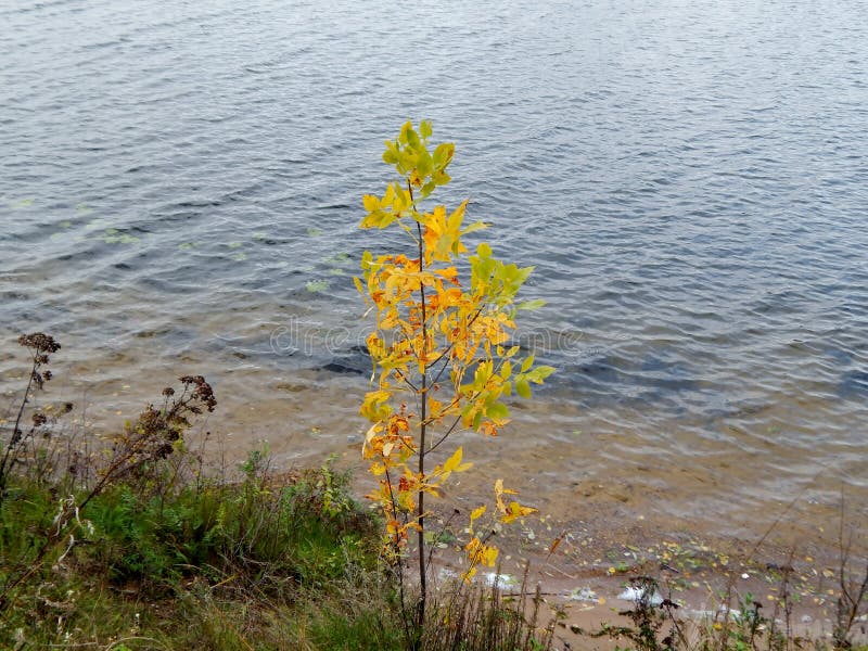 Autumn Tree on the River Bank Stock Image - Image of calder, beck: 82726839