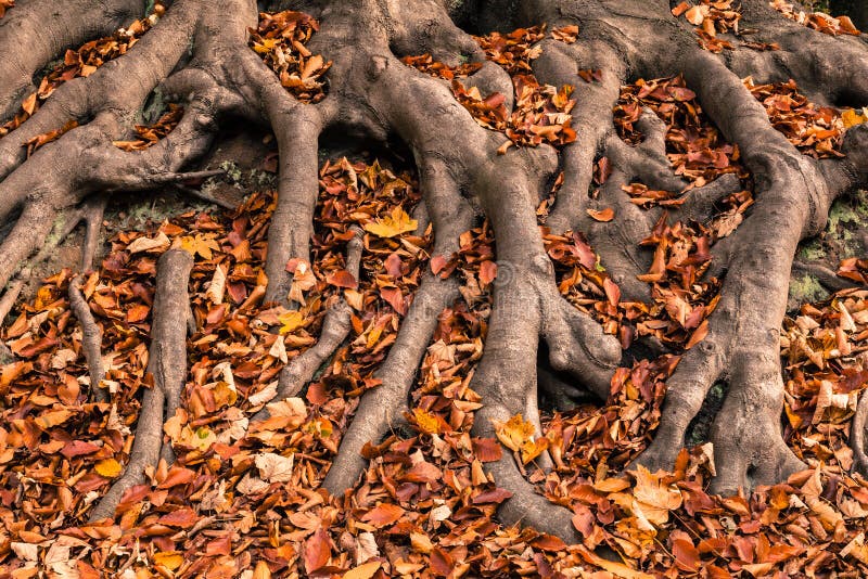 Autumn Tree Roots stock afbeelding. Image of openlucht - 61600603