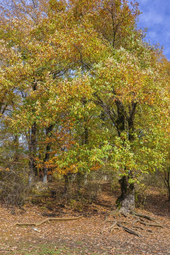 Autumn Tree with Roots from Underground Stock Image - Image of brown ...