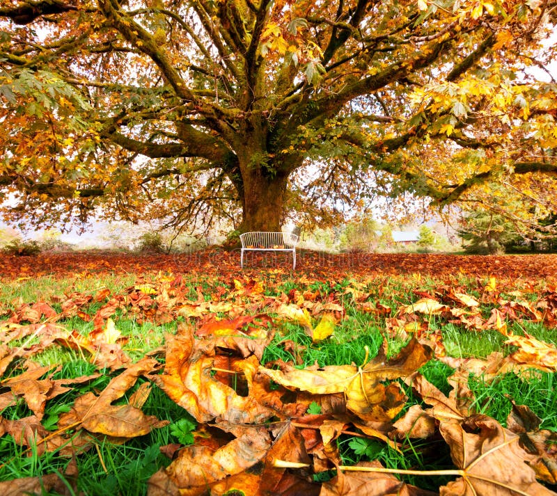 Autumn tree stock photo. Image of rural, fall, autumn - 54157704