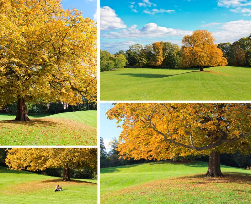 Autumn tree set stock photo. Image of tranquil, spring - 27234352