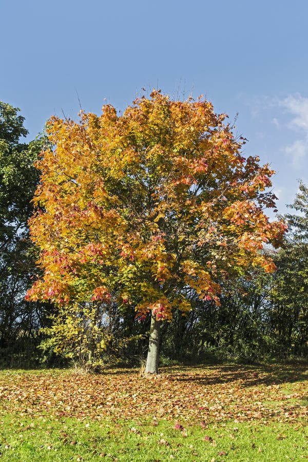 Autumn Tree Shedding Leaves Stock Photo - Image of tree, autumn: 64167868