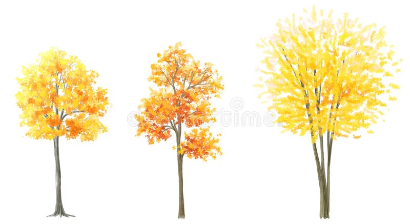 Tree Side View Isolated on White Background for Landscape Stock Photo ...