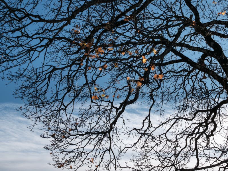 Autumn tree silhouette stock image. Image of wild, nature - 105546687
