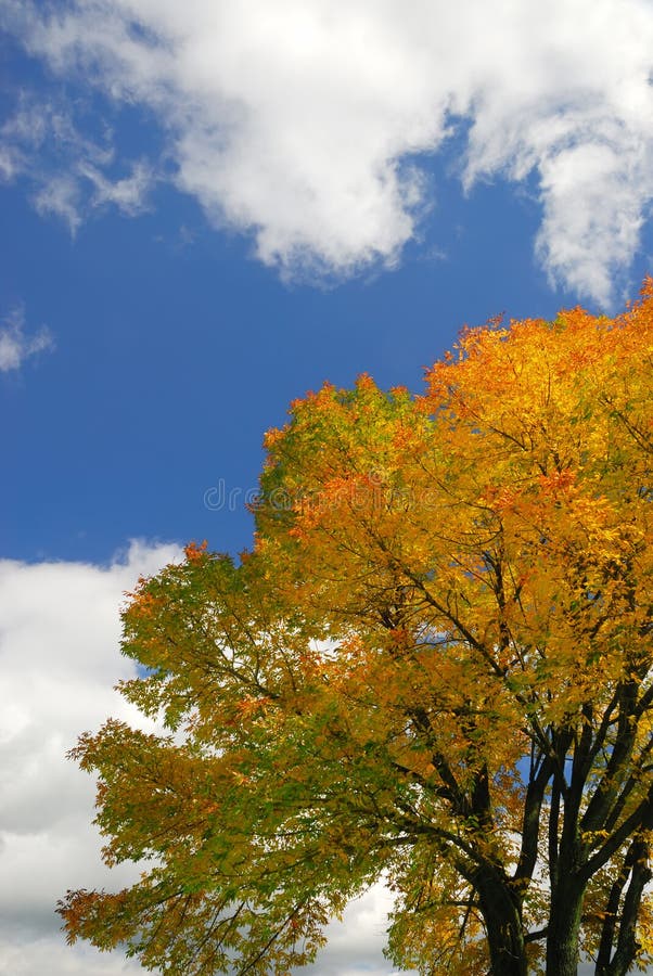 Autumn tree and sky stock image. Image of green, leaves - 3035675