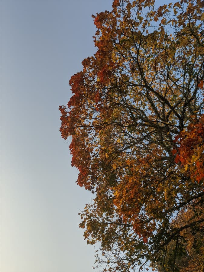 Autumn Tree with Sky Backround Stock Image - Image of forests ...