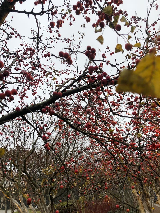 Autumn Tree with Small Red Apples View Stock Image - Image of winter ...