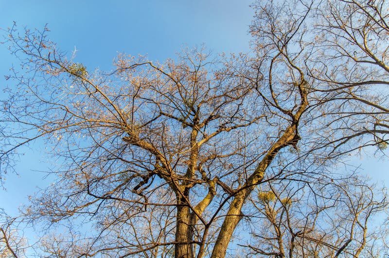Autumn Tree on a Sunny Day, Nature Background Stock Image - Image of ...