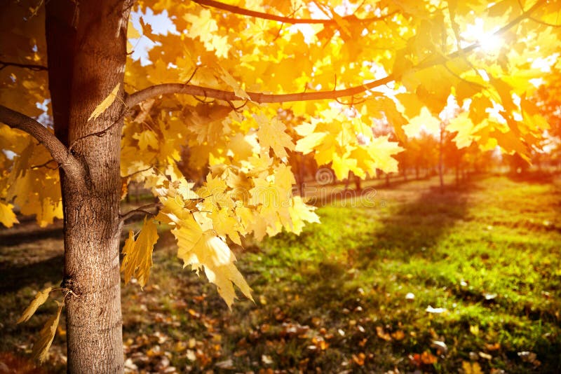 Warm Sunset Sunlight at Autumn Forest Stock Photo - Image of autumn ...