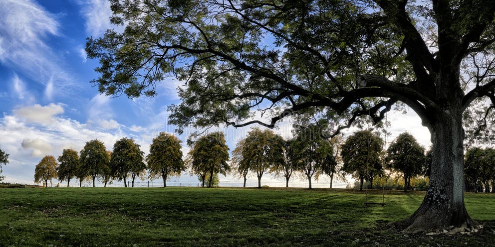 Autumn tree with swing stock image. Image of leaves - 265675959