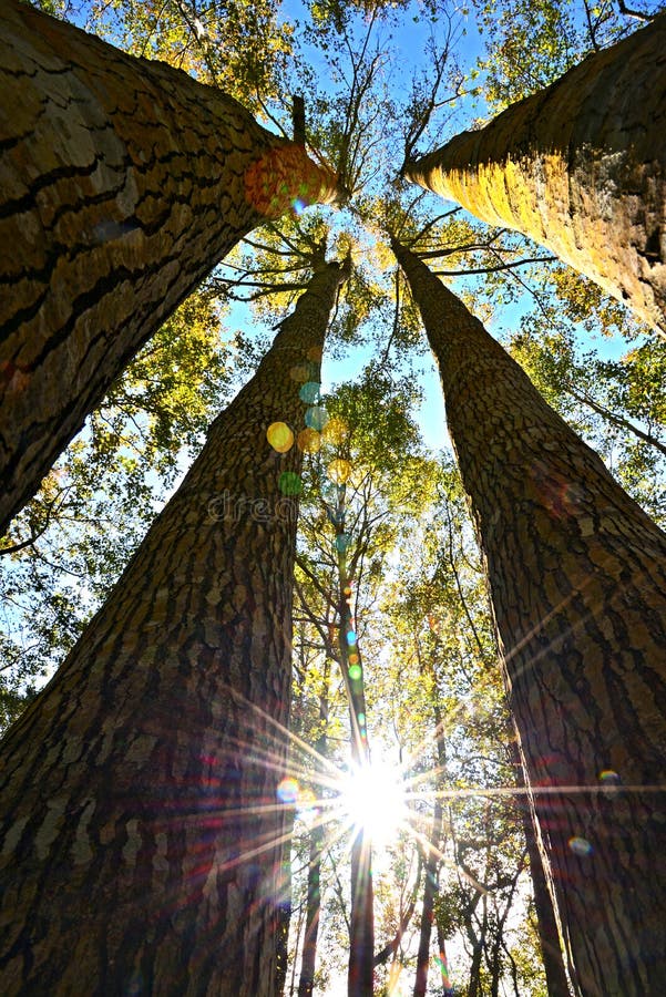 Autumn tree stock image. Image of orange, branch, nature - 82931237