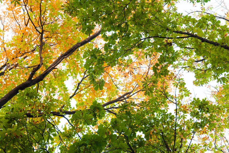 Autumn tree texture stock image. Image of park, october - 157195255