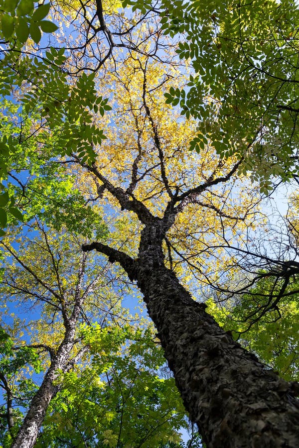 Autumn tree top stock photo. Image of park, green, sunny - 45730350