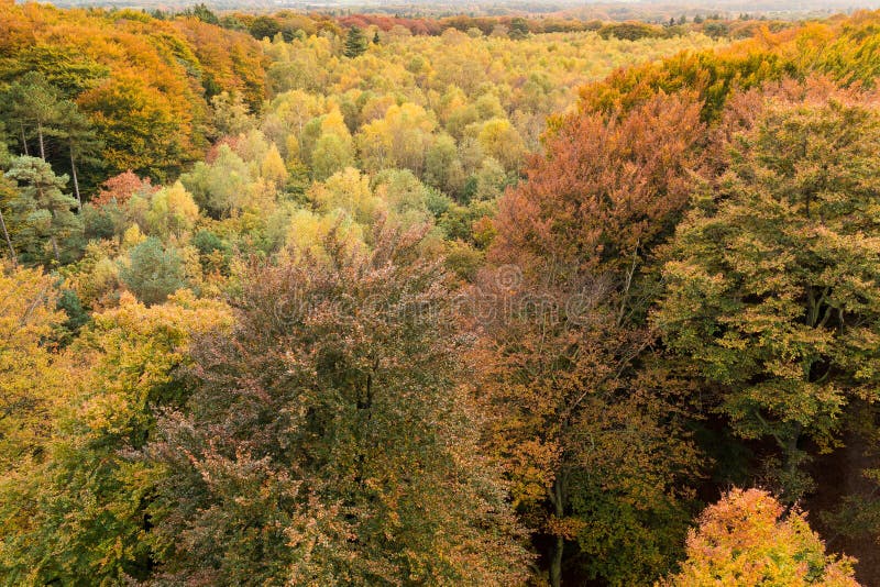 Autumn Tree Tops from Above, Netherlands Stock Image - Image of orange ...