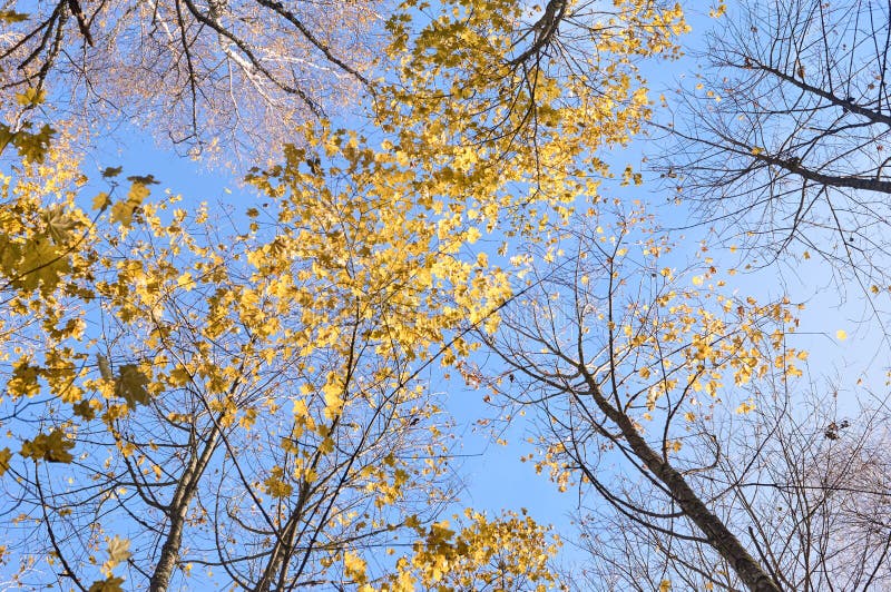 Autumn Tree Tops Against the Sky Stock Image - Image of cloud, leaves ...