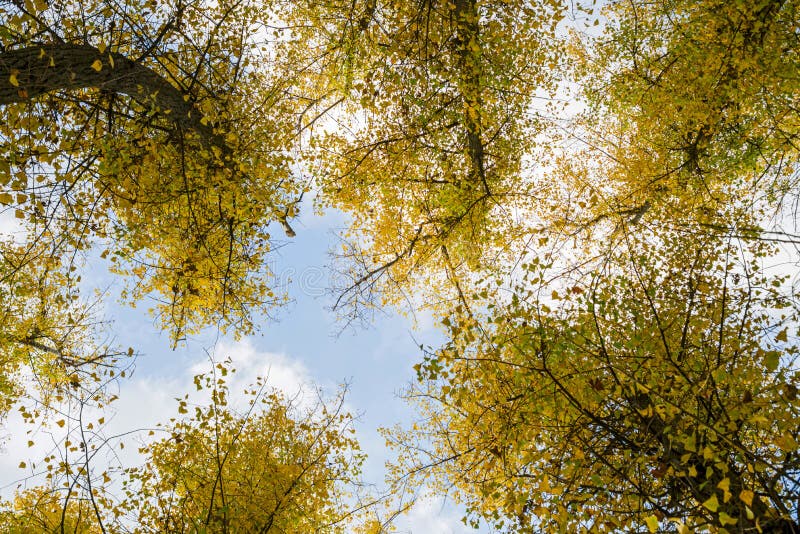 Autumn Tree Tops on Sky Background. Autumn Trees Sky View Stock Photo ...