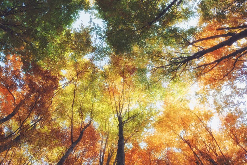 Autumn Tree Tops on Sky Background. Autumn Trees Sky View Stock Image ...