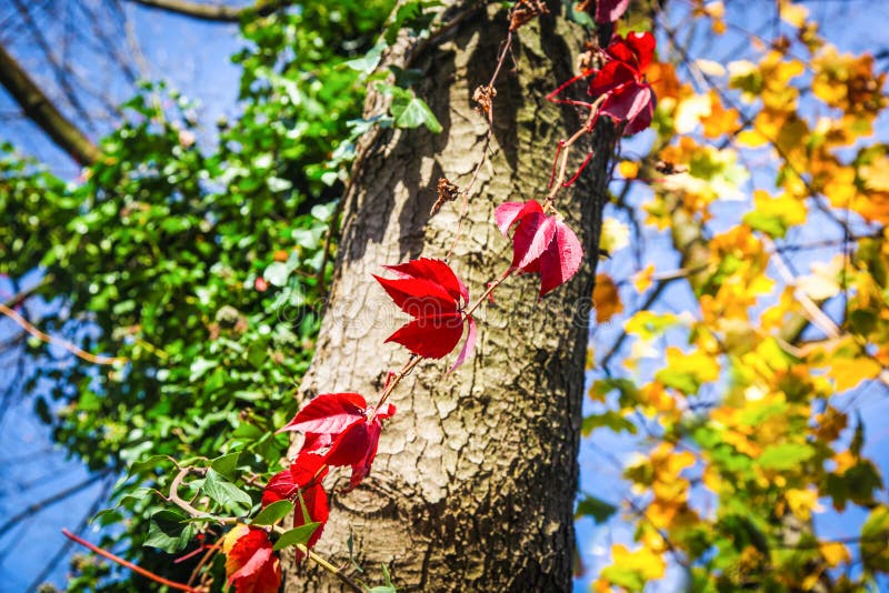 Autumn tree stock photo. Image of lights, leaf, cathedral - 65016384