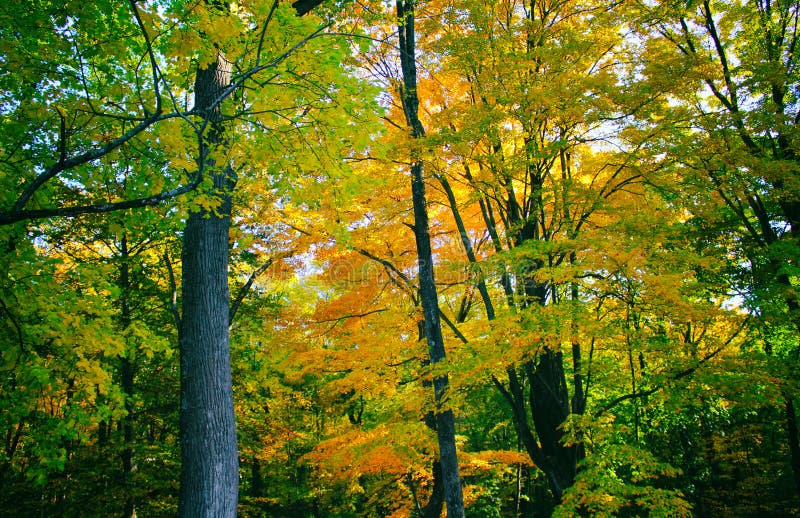 Autumn Tree stock image. Image of tree, nature, leaves - 81358879