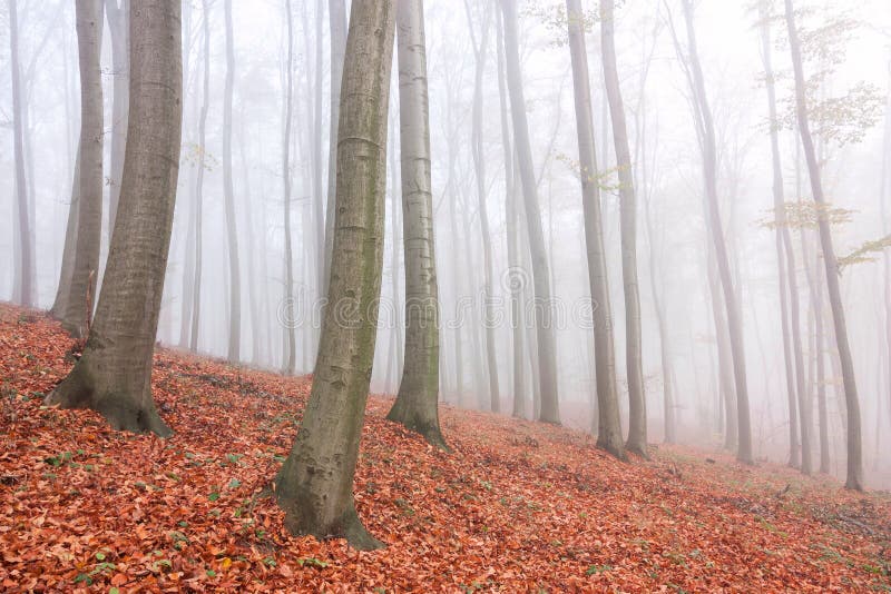 Autumn tree stock image. Image of misty, colorful, october - 35328733