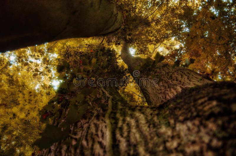 Autumn Tree Trunk photo stock. Image du lumière, jardins - 104420418