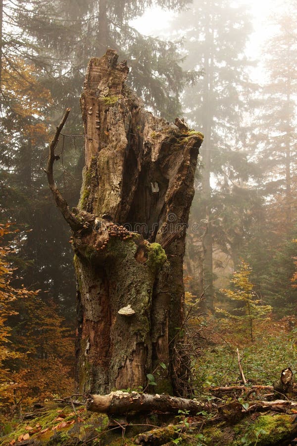 Autumn Tree Trunk stock image. Image of woods, outdoors - 16837503