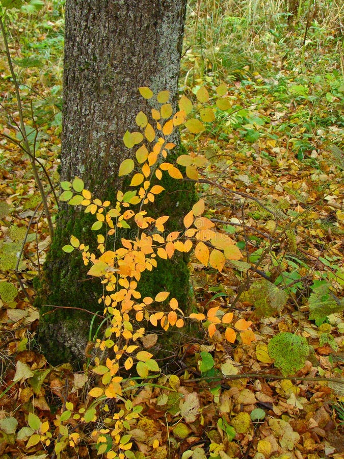 Autumn Tree Trunk with Bushes Stock Photo - Image of bushes, plant ...