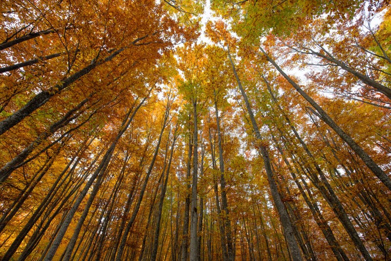 Autumn tree trunks stock photo. Image of land, beech - 91233932