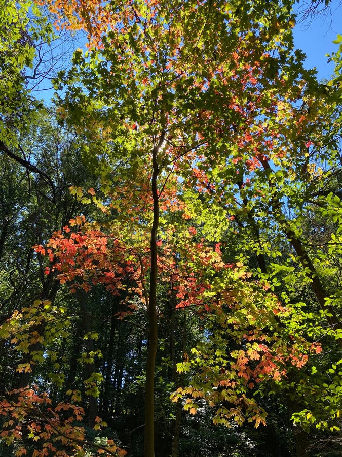 Autumn Tree Turning Color in September Stock Photo - Image of nature ...