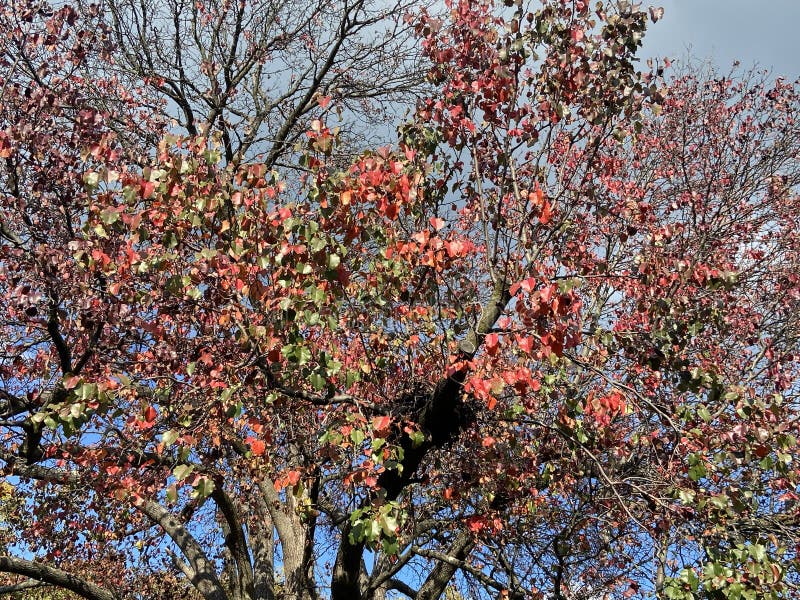 Autumn Tree with Turning Red Leaves in Summer Stock Photo - Image of ...