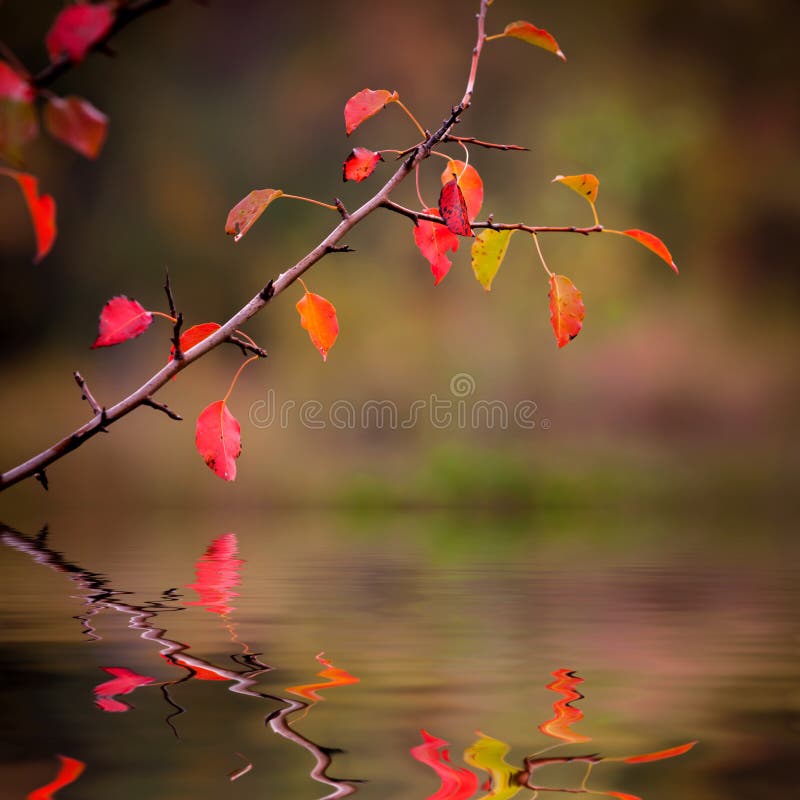 Autumn tree twig stock photo. Image of light, bright - 75871916
