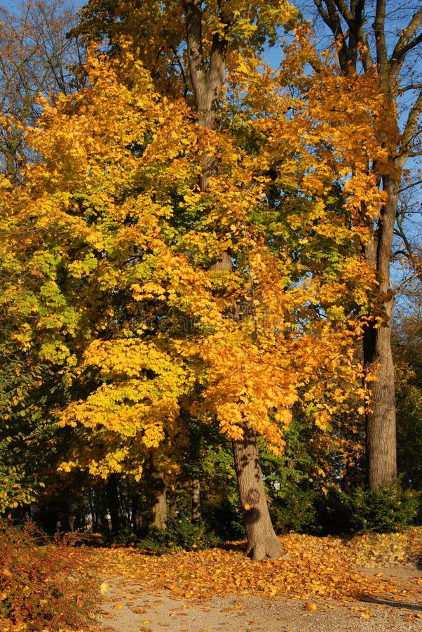 Autumn tree stock image. Image of november, outdoor, europe - 45570435