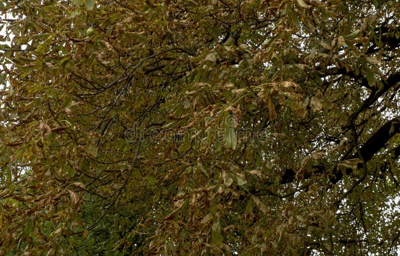 Autumn tree up look stock photo. Image of daylight, beauty - 99291324