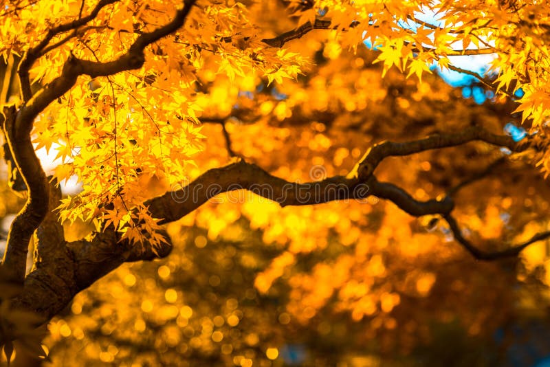 Autumn Tree, Very Shallow Focus Stock Image - Image of nature, focus ...