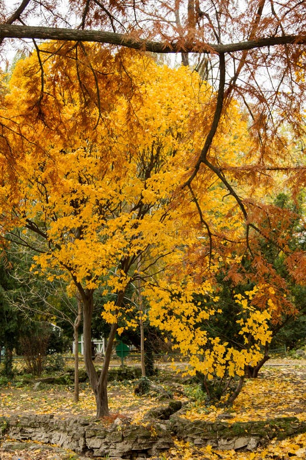 Beautiful fir tree stock photo. Image of north, clear - 33148986