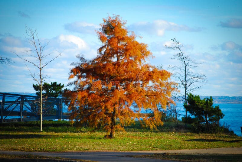 Autumn Tree on the Water - Fall Foliage Stock Photo - Image of pretty ...